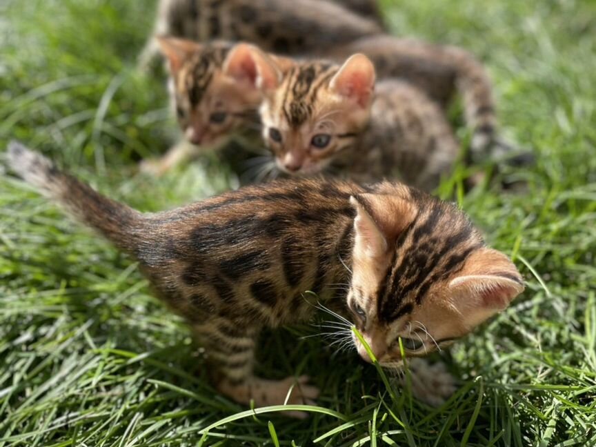 Продаю чистокровных Бенгальских котят