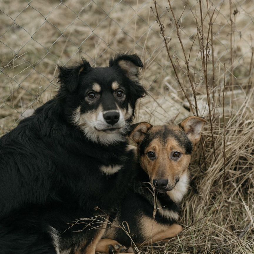 Щенки в добрые руки