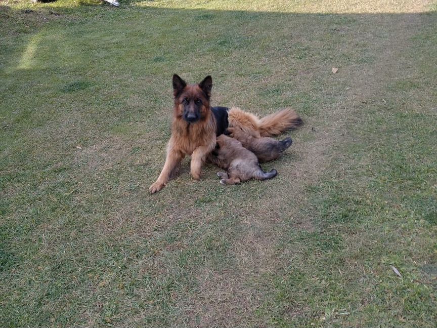 Щенки бесплатно