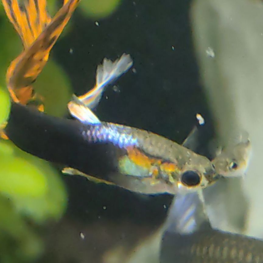 Мальки и подростки гуппи(от 3 мм до 1 см)