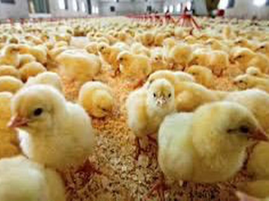 Цыплята бройлеры оптом