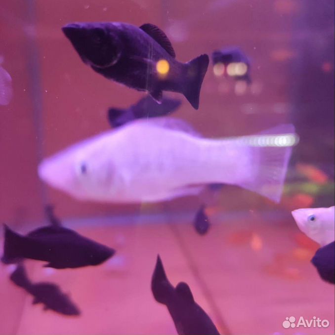 Молли парусная черная и белая Аквариумные рыбки