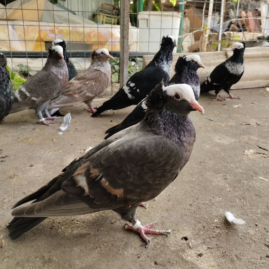 Голуби скворцы