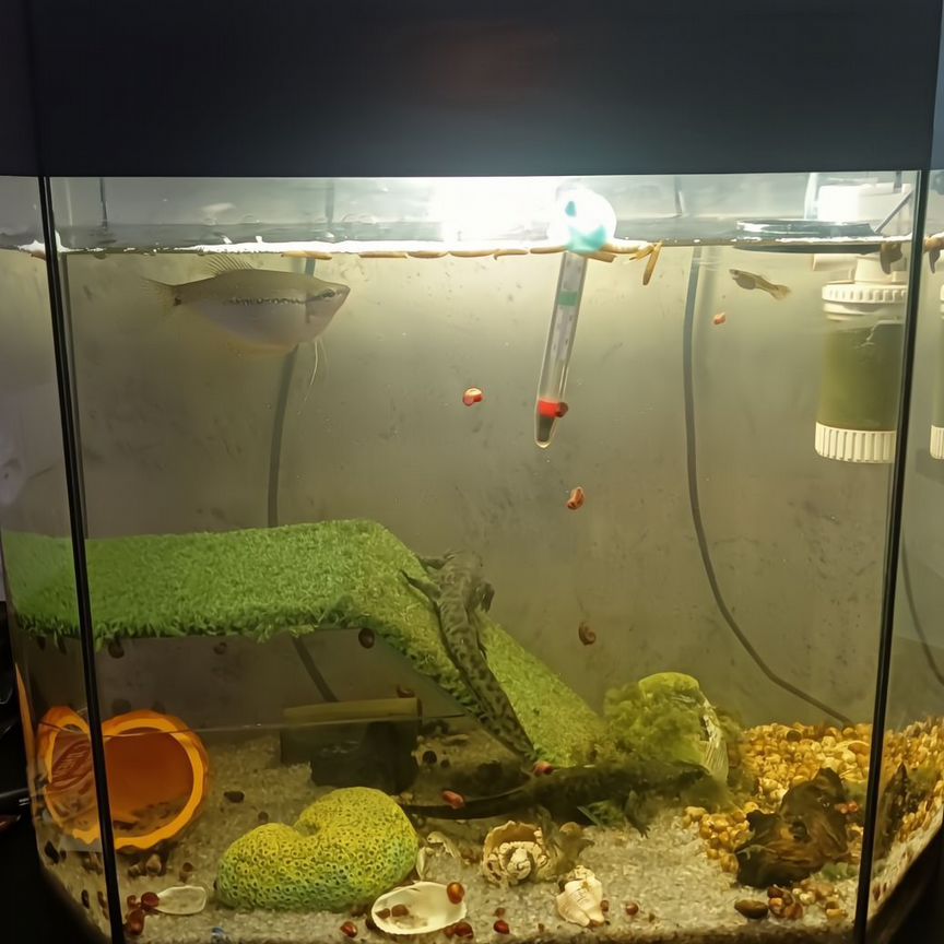 Аквариум 50 литров,тритоны испанские