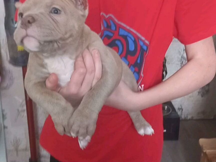 Американский булли стандарт мальчик И девочка