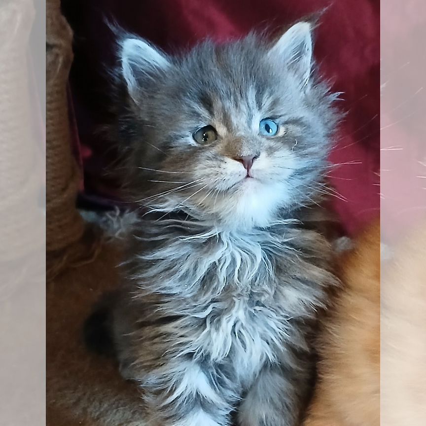 Мейн-кун котёнок