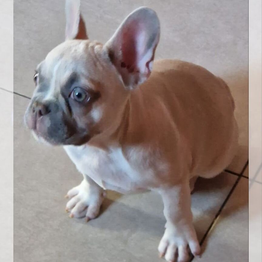 Французский бульдог, щенок