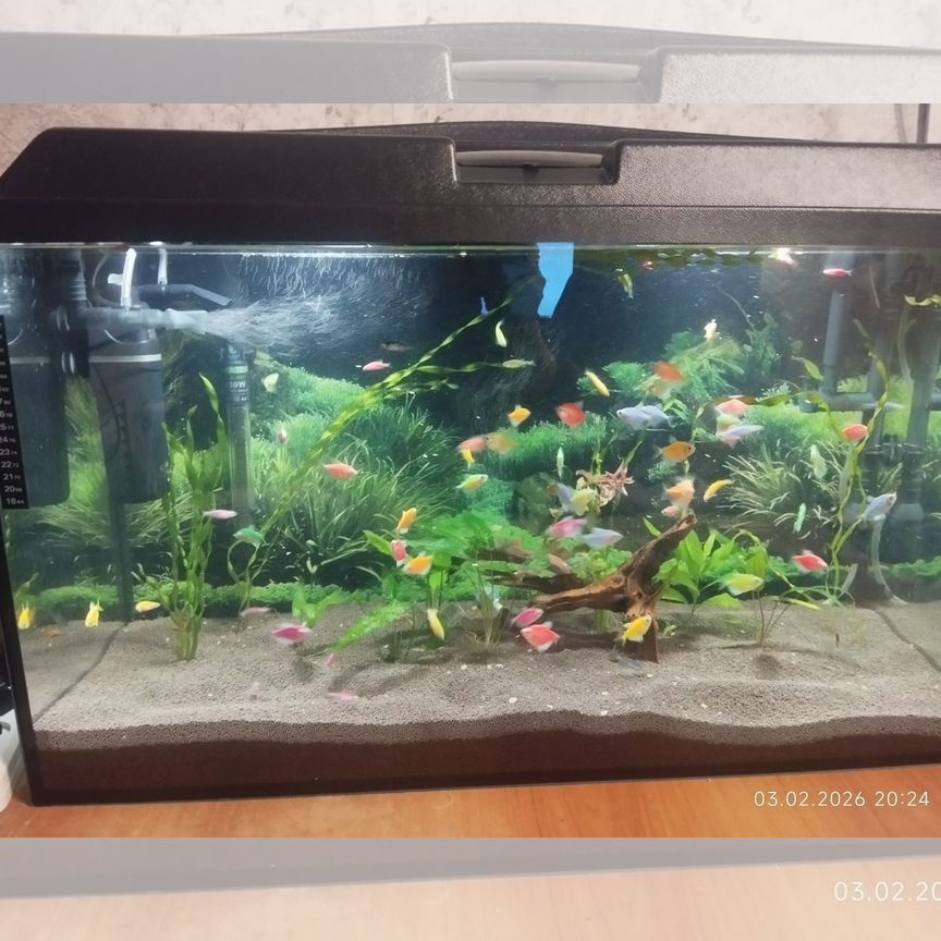 Продам аквариумных рыбок