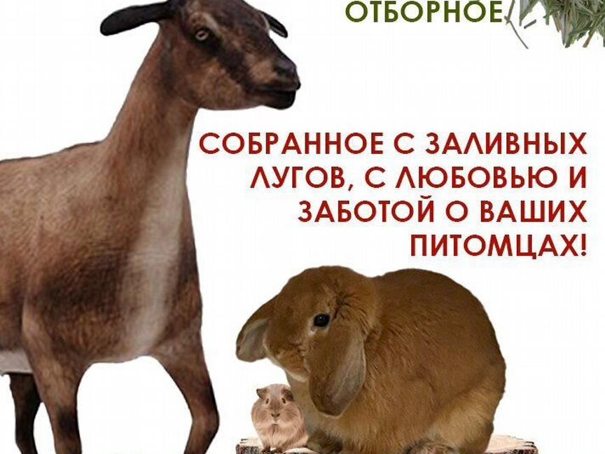 Сено Отборное луговое,для грызунов,40 литров