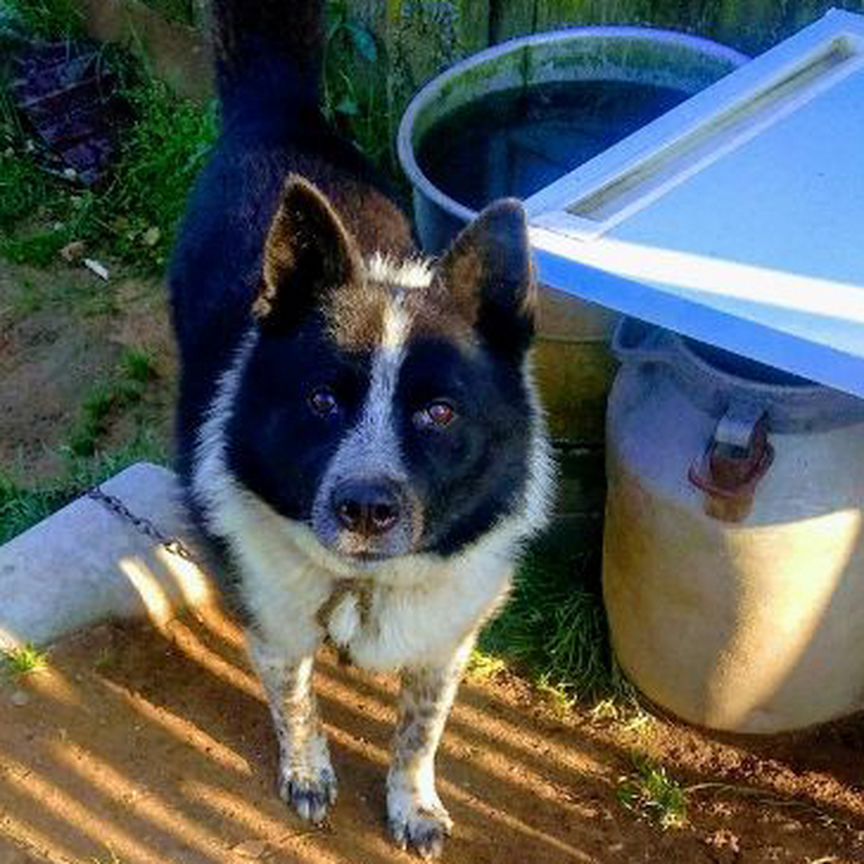 Взрослый пёс в добрые руки