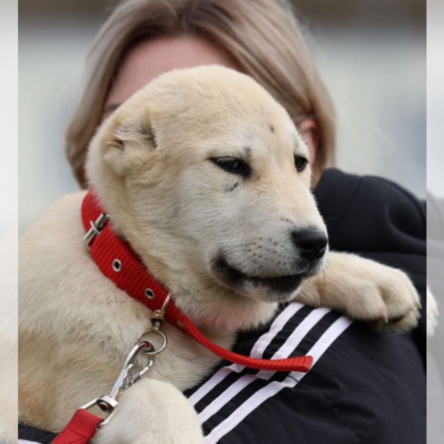 Среднеазиатская овчарка, щенок