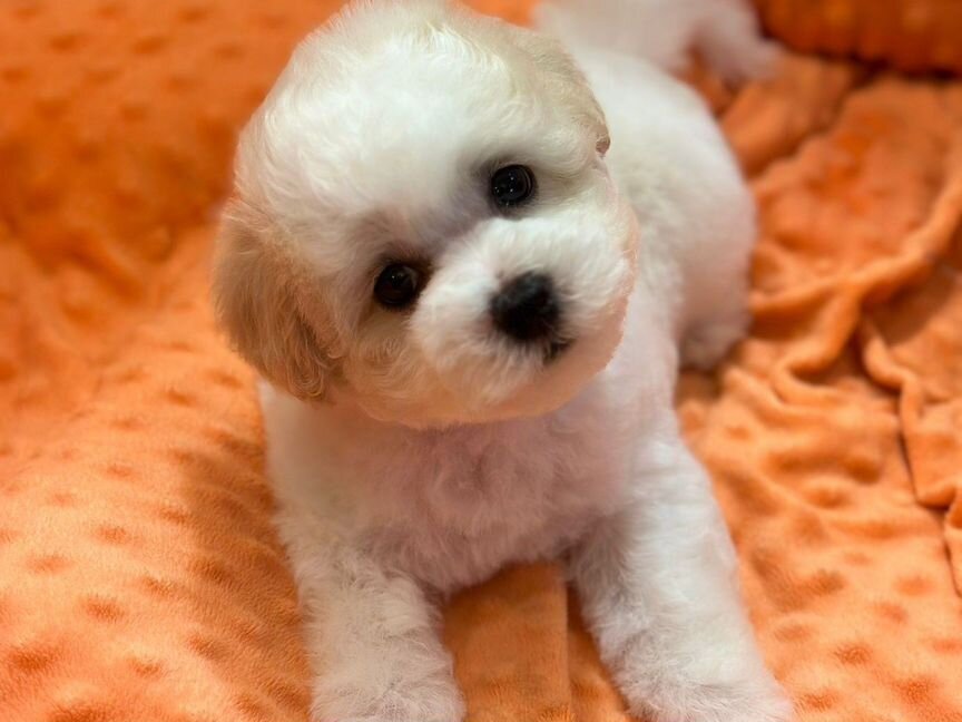 Щенок Бишон Фризе