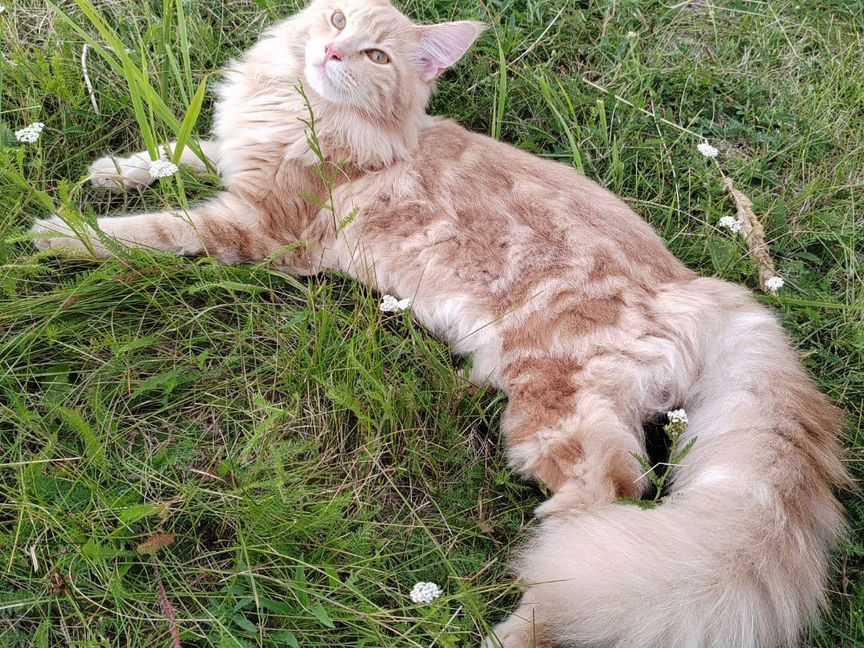 Кот Мейнкун на вязку