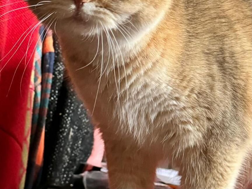 Кот британец ny11 1 год