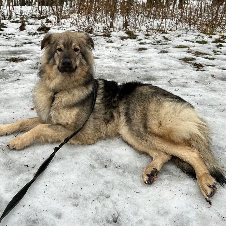 Жемчужинка засиделась в клетке приюта