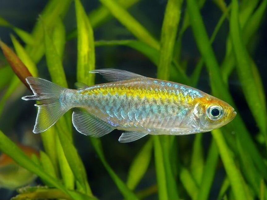 Аквариумные рыбки