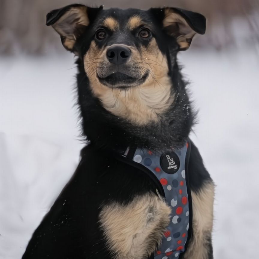 Щенок в добрые руки