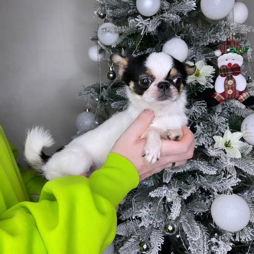 Взрослый Мальчик РКФ