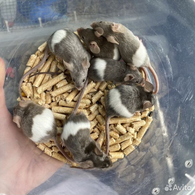 Мышата
