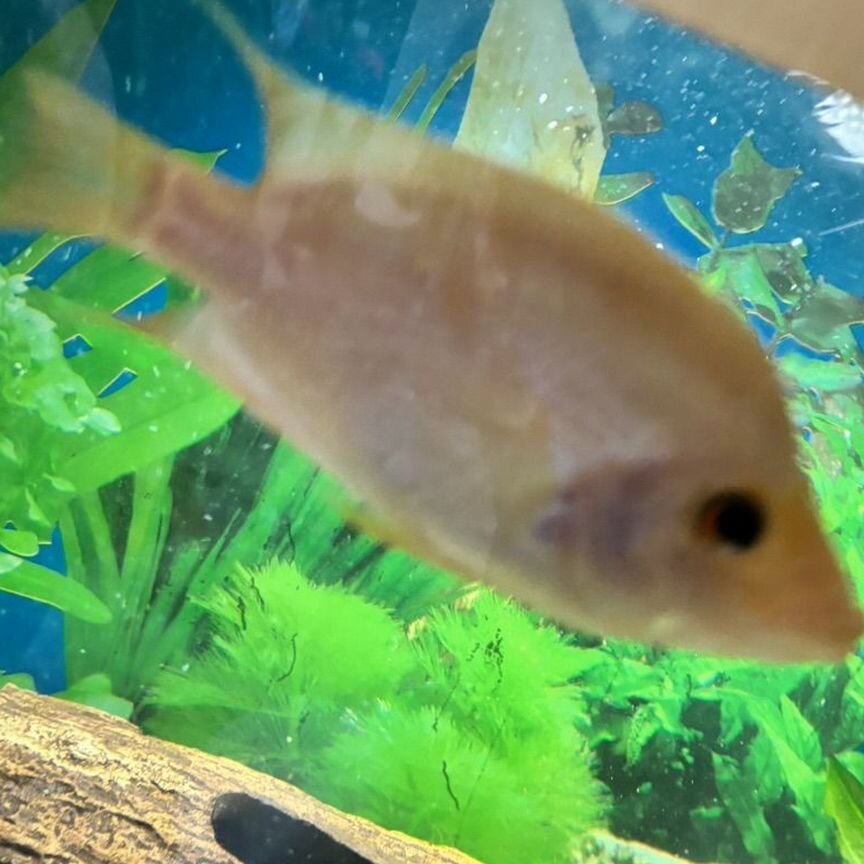 Аквариумные рыбки