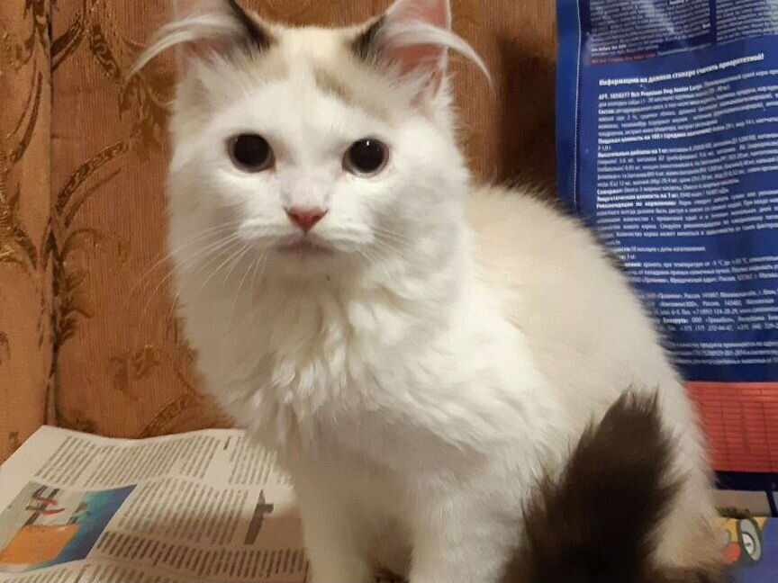 Шотландская прямоухая кошка