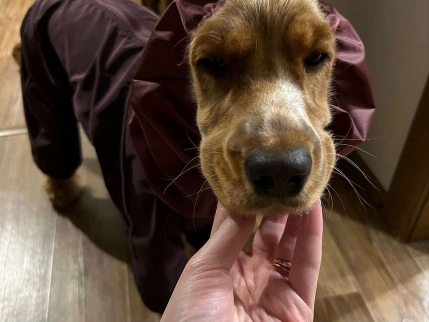 Шапочка для собаки