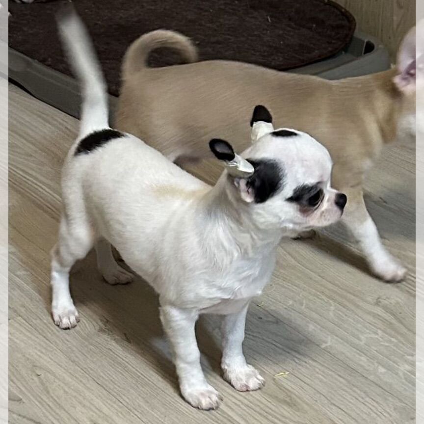 Чихуахуа, щенок