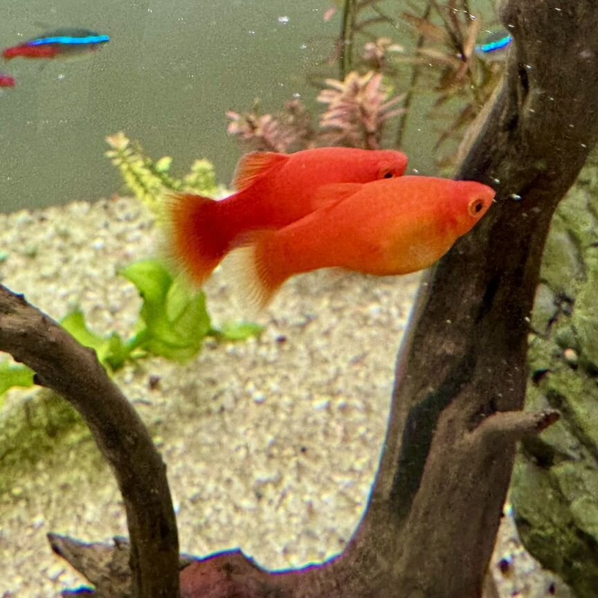 Самец красной пецилии