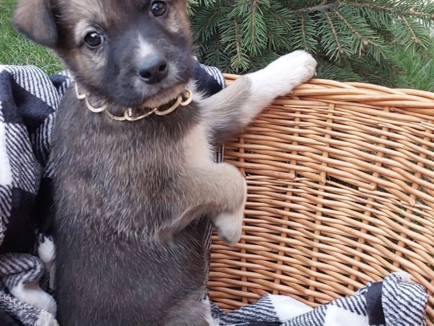 Собака