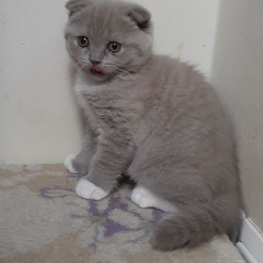 Шотландский вислоухий короткошёрстный котёнок