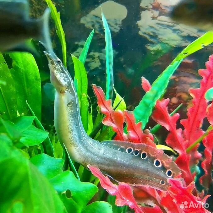 Макрогнатус, 14см