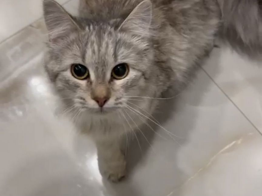 Найдена кошка