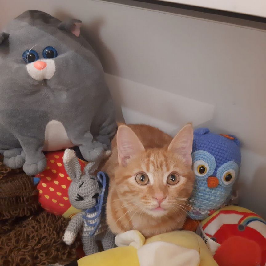 Рыжий котенок (корица)