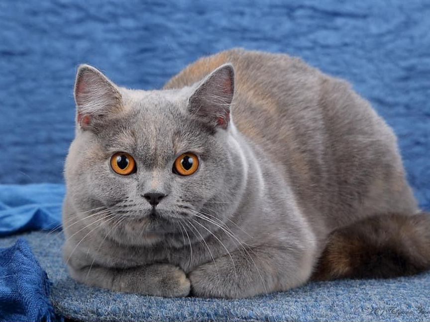 Британская короткошерстная кошка