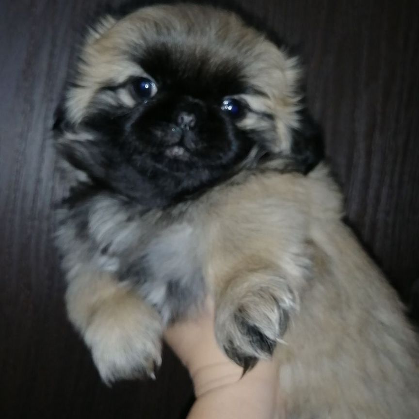 Пекинес, щенок