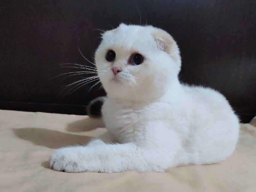 Кошечки шотландские вислоухие и не только