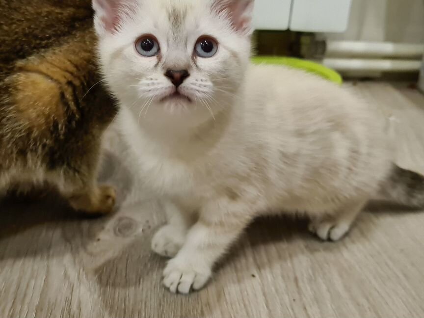 Котята мраморные британцы