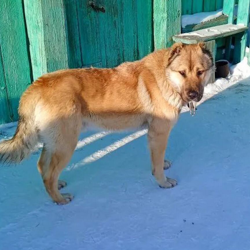 Среднеазиатская овчарка, взрослый пёс