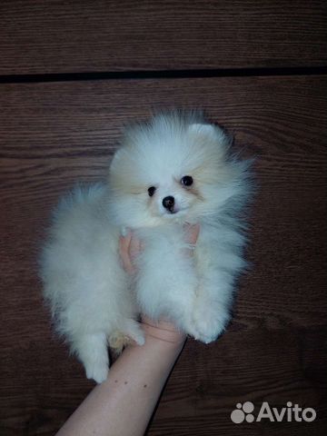 Шпиц мини девочка