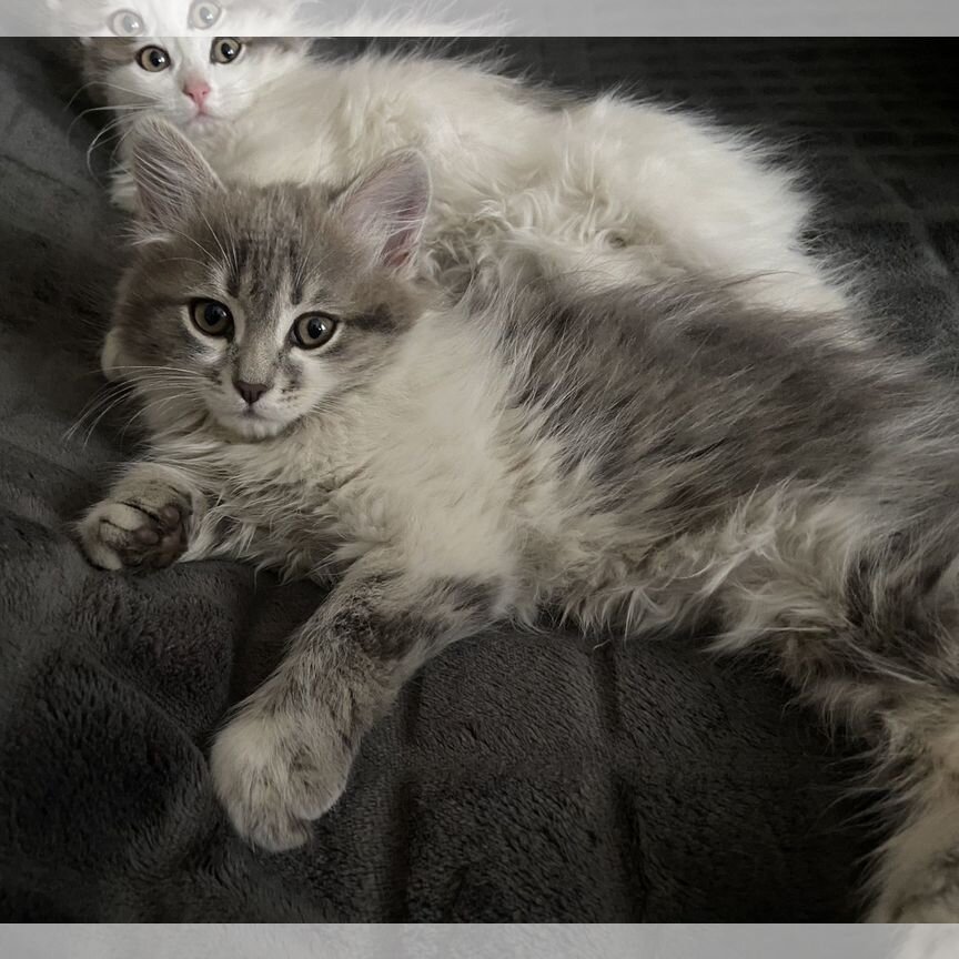 Котята