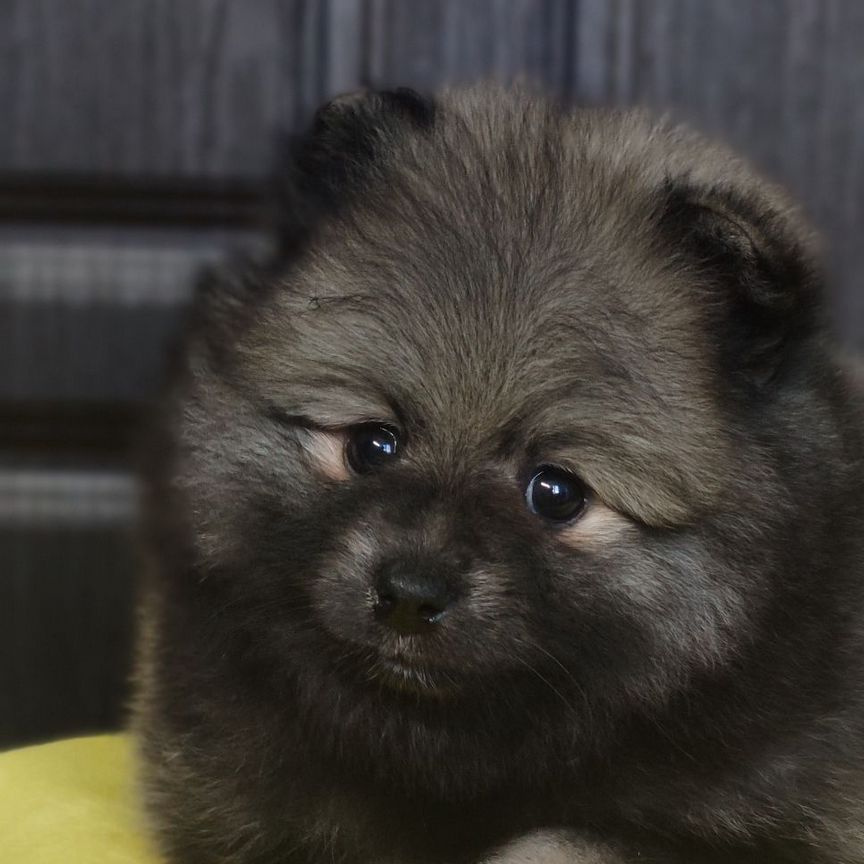 Щенки шпица Волчий окрас