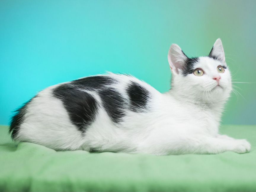 Котята в добрые руки мальчики
