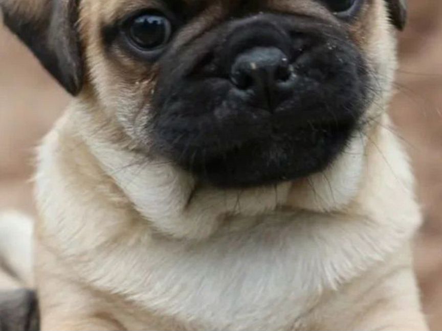 Щенки мопса мальчик