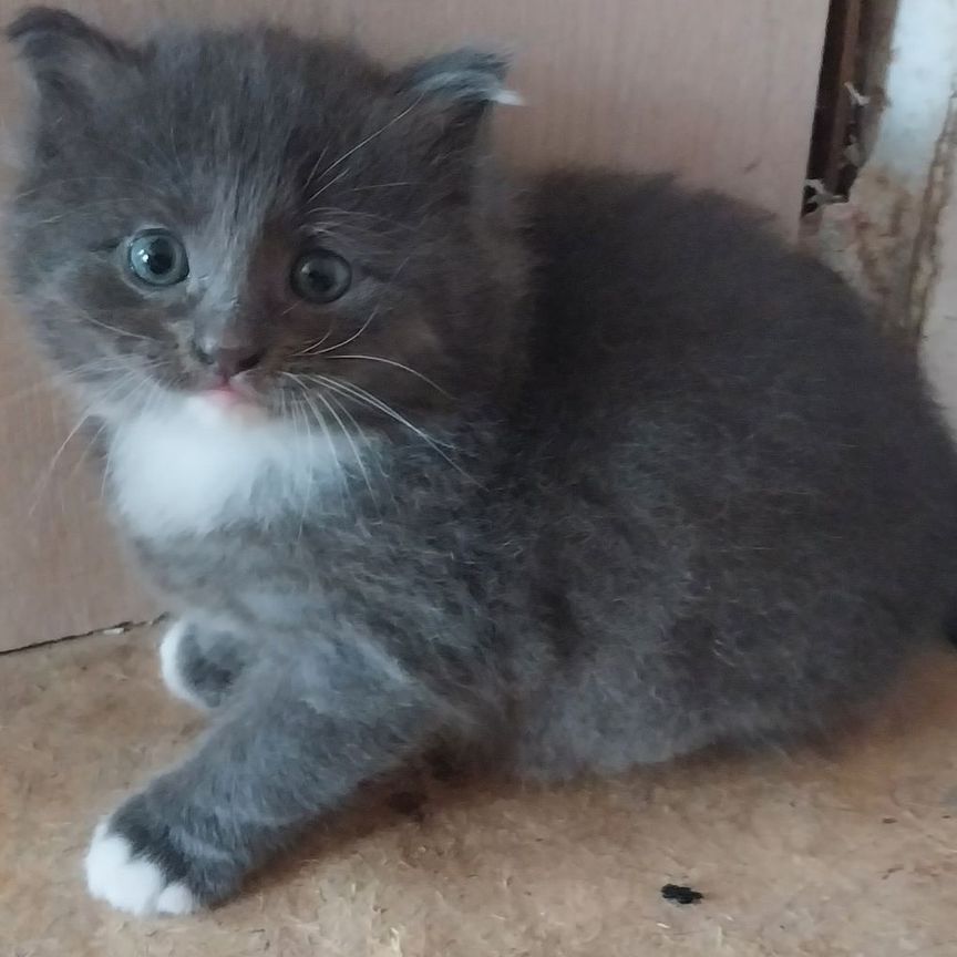 Британский короткошёрстный котёнок