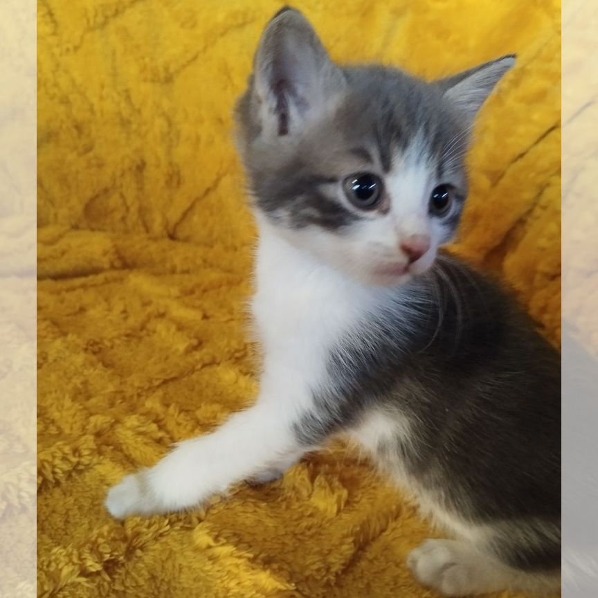 Котёнок в добрые руки