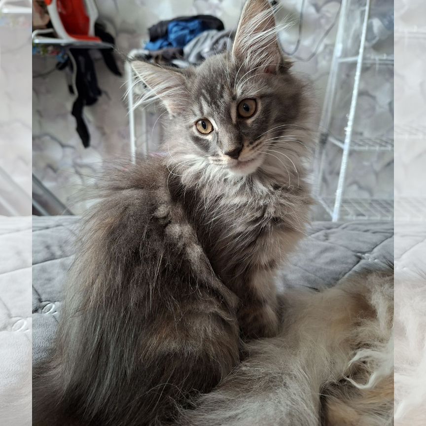 Мейн-кун котёнок