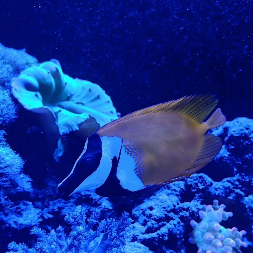 Рыбка морская Лиса