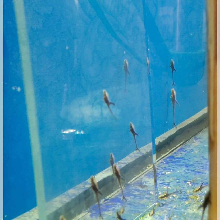 Стурисома панамская