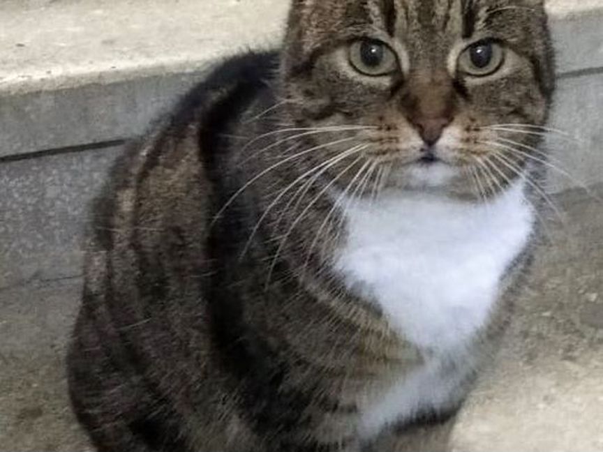 Красивая кошечка мышеловка подкинута в подъезд