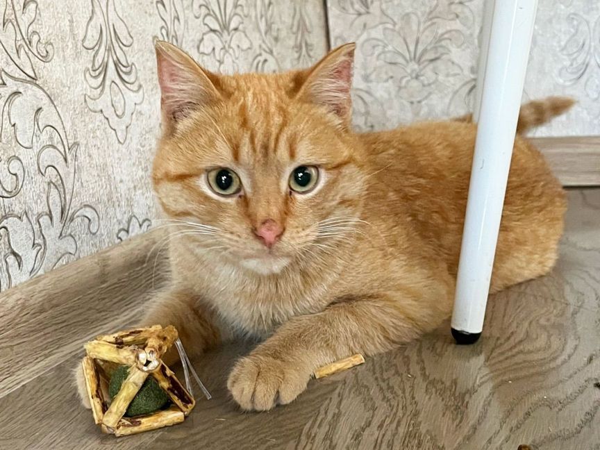 Котенок в дар бесплатно